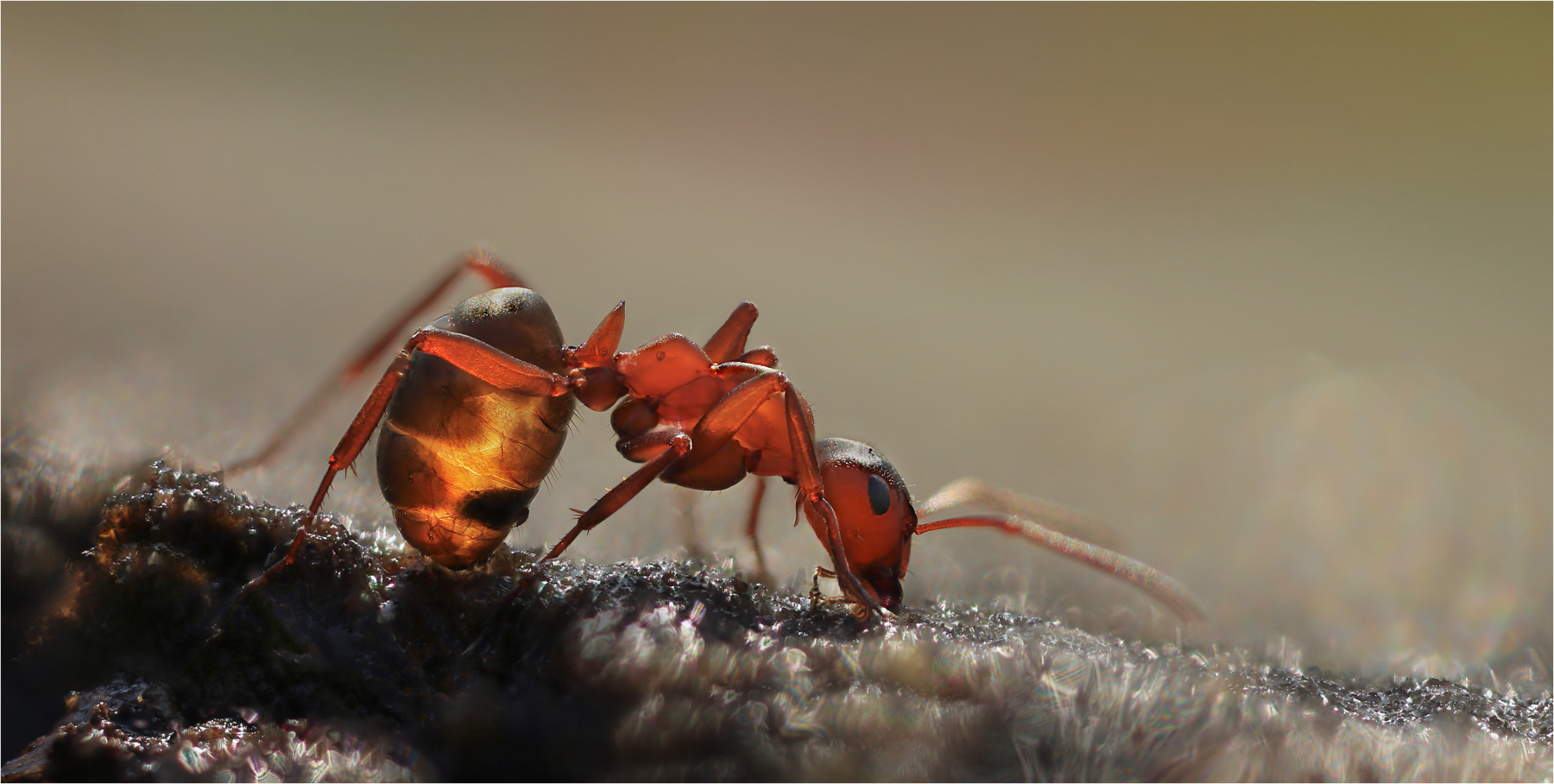 Ants...two Foto & Bild | makro, natur, nahaufnahme Bilder auf fotocommunity