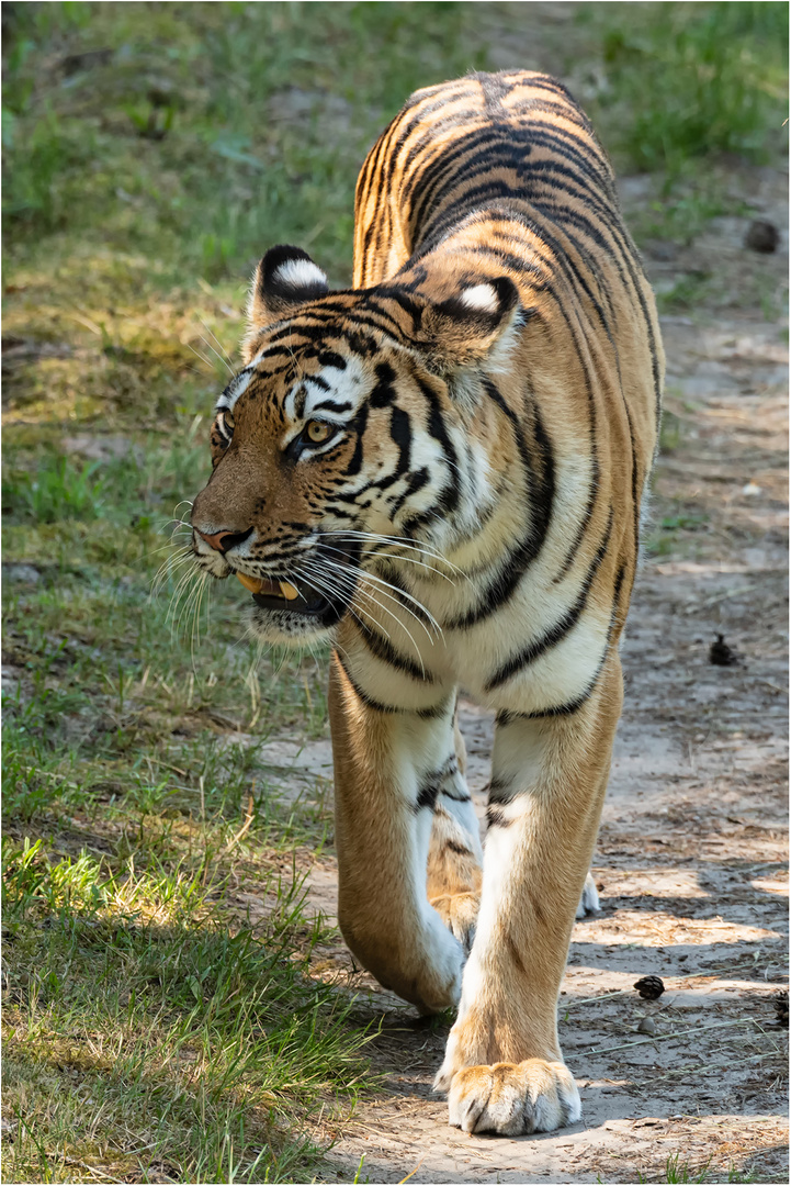 Anushka Foto & Bild | tiger Bilder auf fotocommunity