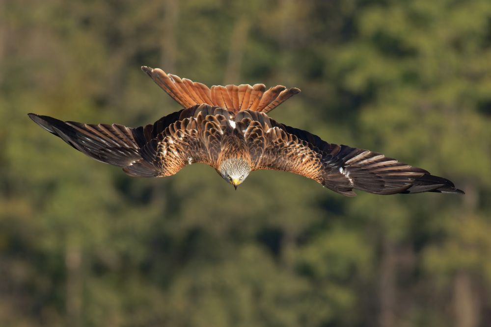 Anvisieren - Rotmilan peilt Beute an Foto & Bild | tiere, wildlife ...