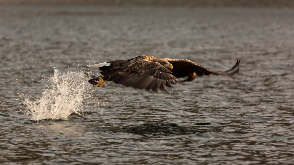 Ap nach Hause es gibt Fisch Foto & Bild | natur, flügel, see Bilder auf ...