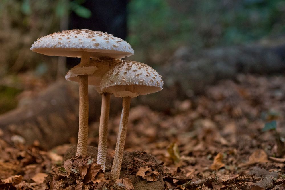 Apagallums Imagen & Foto | fotos, world, spezial Fotos de fotocommunity