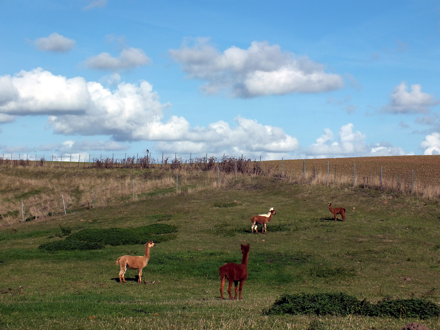 Apaka Foto & Bild | tiere, tierkinder, fauna Bilder auf fotocommunity
