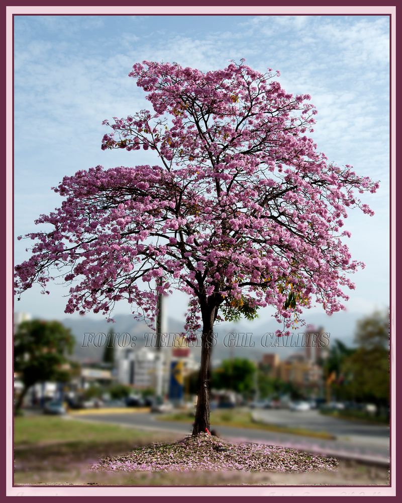 Apamate de ciudad Imagen & Foto | paisajes, naturaleza Fotos de ...