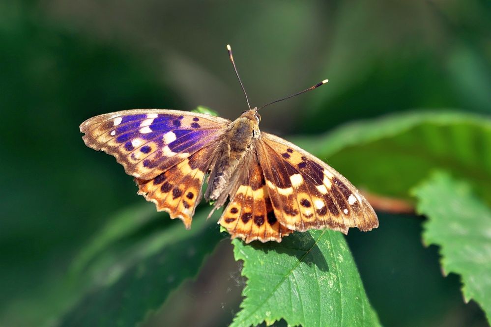 Apatura ilia Foto & Bild | makro, natur, schmetterling Bilder auf ...