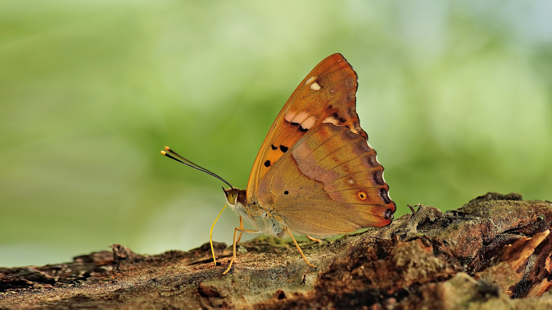 Apatura metis Foto & Bild | makro, natur, macro Bilder auf fotocommunity