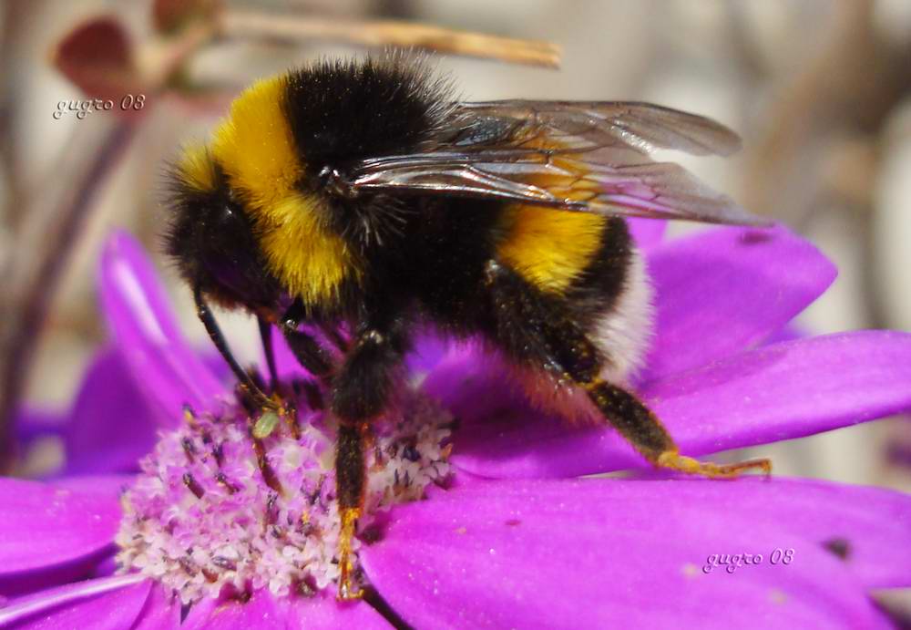 ape bombo Foto % Immagini| macro e close up, macro di insetti, natura ...
