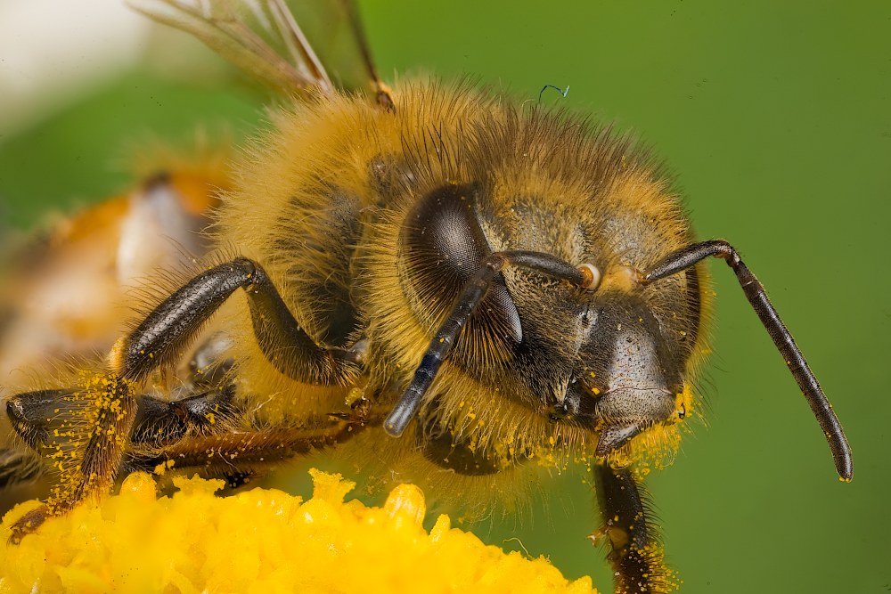 Ape di prova :-)) Foto % Immagini| macro e close up, macro di insetti ...