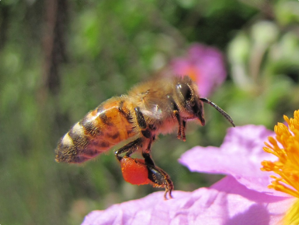 Ape in volo con cestino del polline sulle zampe posteriori. Foto ...