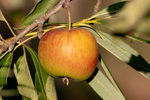Obstbäume Bilder & Fotos