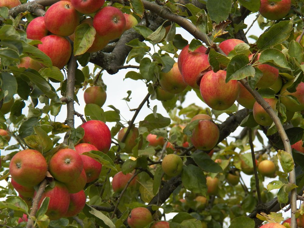 Apfel bezeichnet: eine essbare Frucht bzw. einen Baum der Art Malus ...