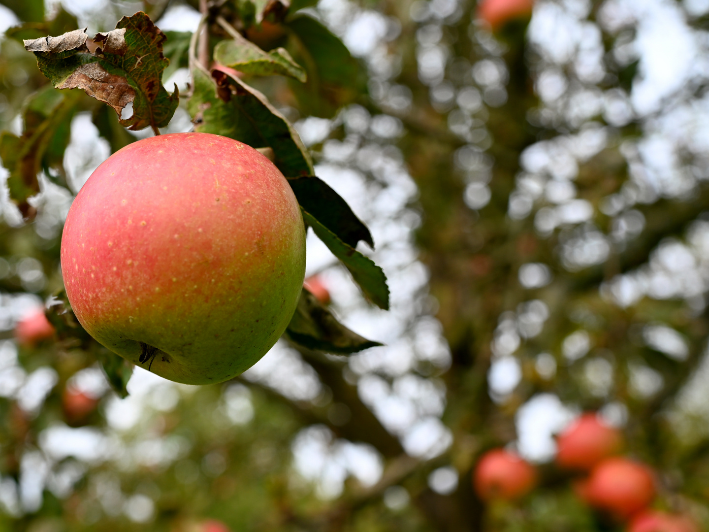 Apfelbaum Foto & Bild | pflanzen, pilze & flechten, früchte und beeren ...
