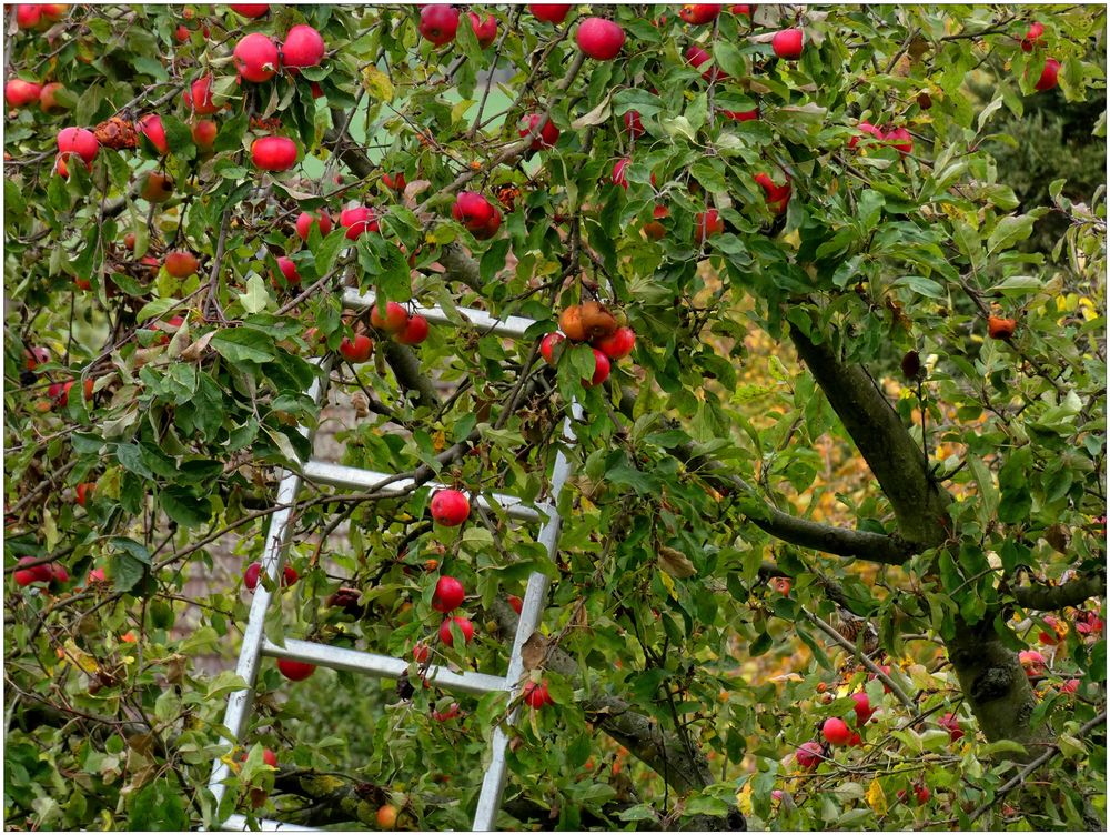 Apfelernte Foto & Bild | natur, pflanzen, früchte äpfel Bilder auf ...