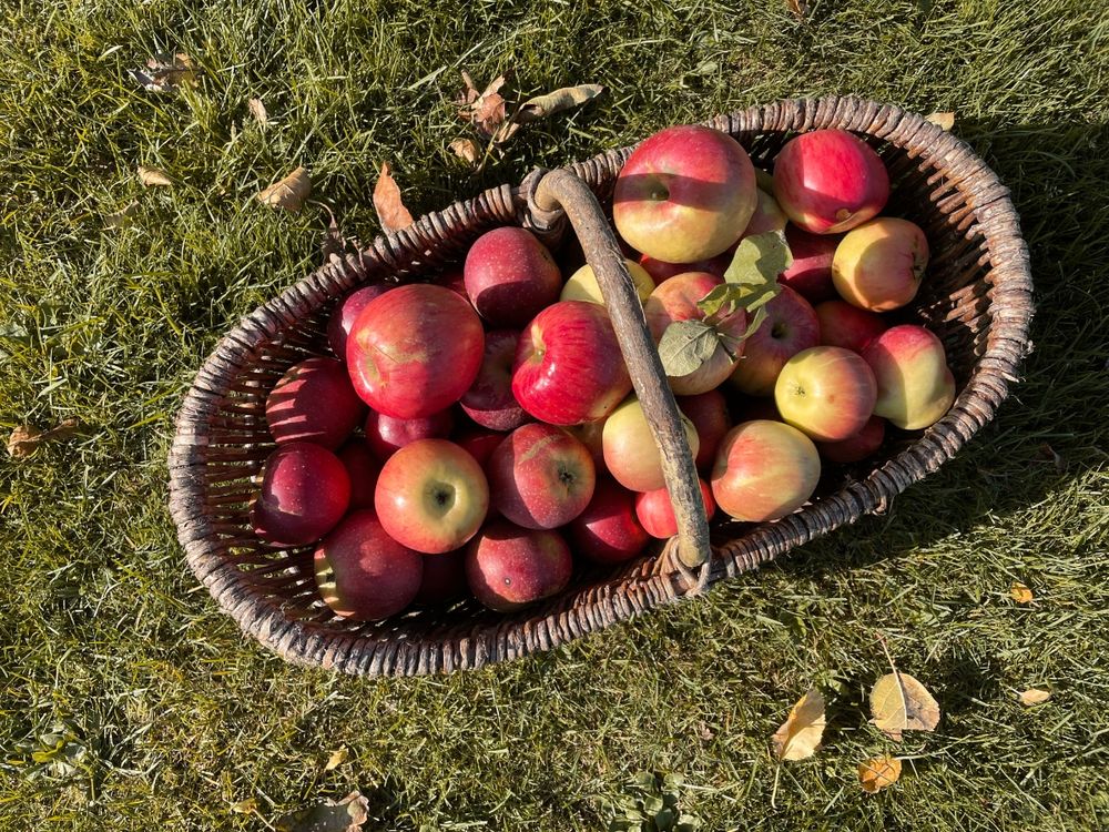 Apfelernte Foto & Bild | jahreszeiten, herbst, gewächse Bilder auf ...