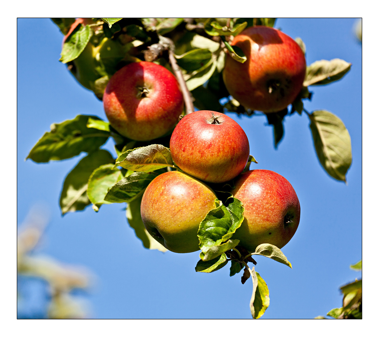Apfelernte 2 Foto & Bild | pflanzen, pilze & flechten, früchte und ...