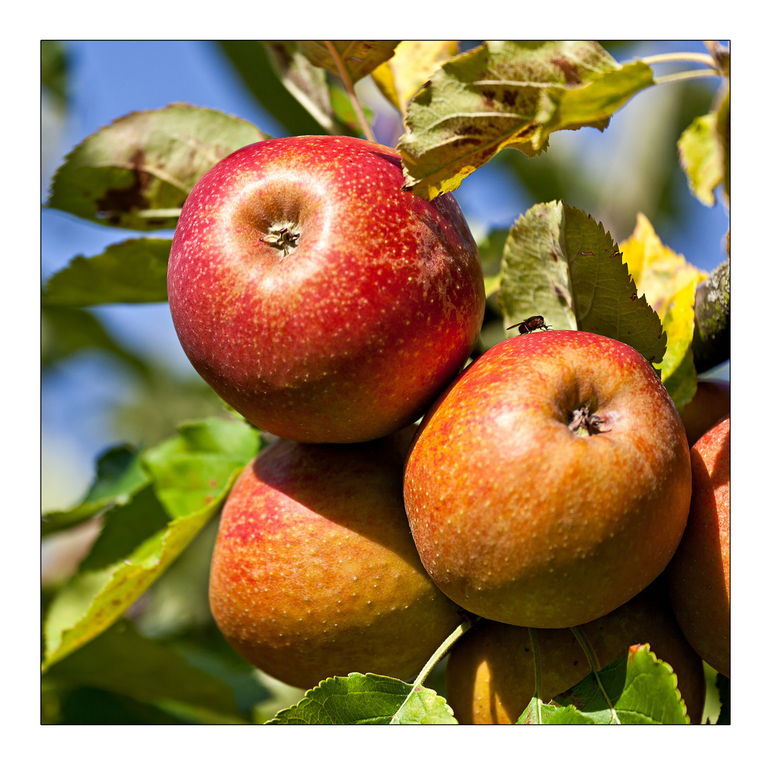 Apfelernte 3 Foto & Bild | pflanzen, pilze & flechten, früchte und ...