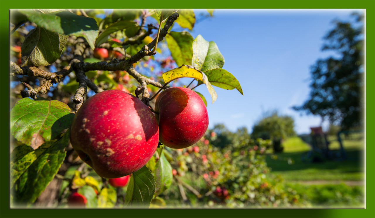 Apfelernte Foto & Bild | pflanzen, pilze & flechten, früchte und beeren ...