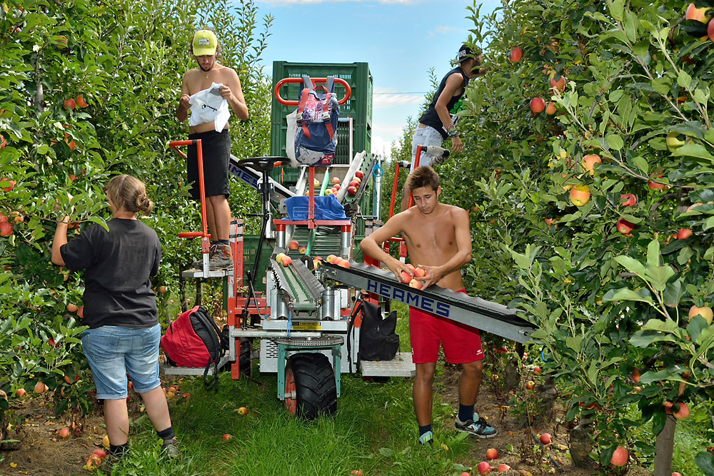 Apfelernte in Südtirol Foto & Bild | europe, italy, vatican city, s ...