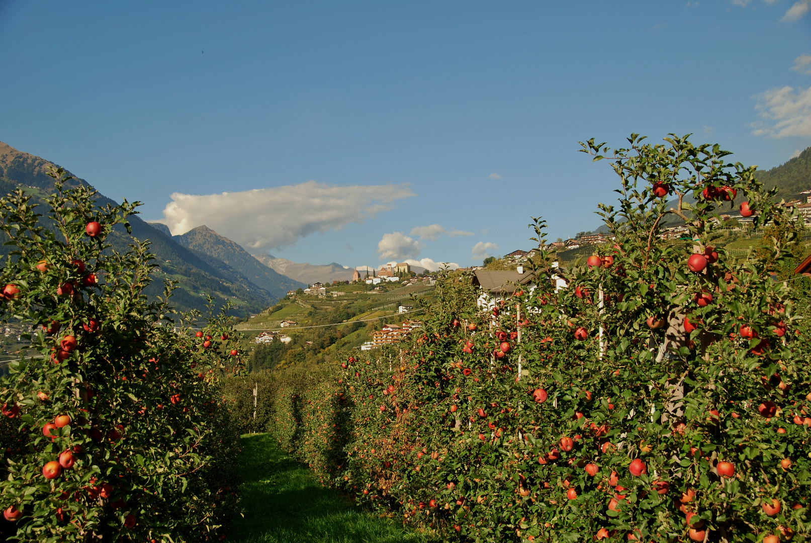 Apfelplantage mit... Foto & Bild | italy, world, äpfel Bilder auf ...