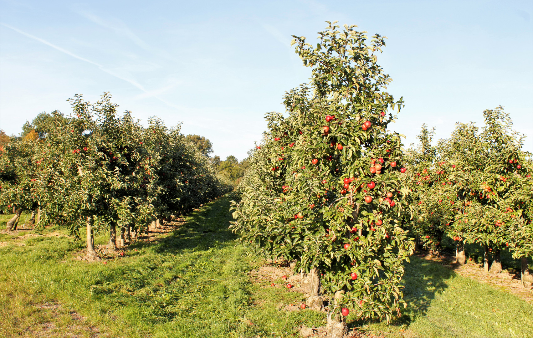 Apfelplantage, reif zur Ernte. Foto & Bild | landschaft ...