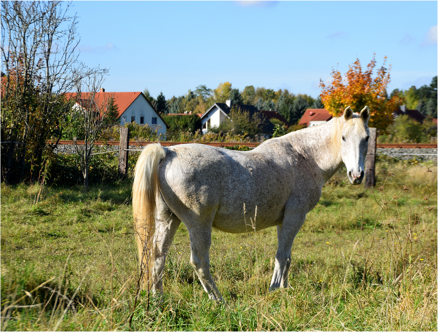 Apfelschimmel Foto & Bild | natur, pferde, tiere Bilder auf fotocommunity
