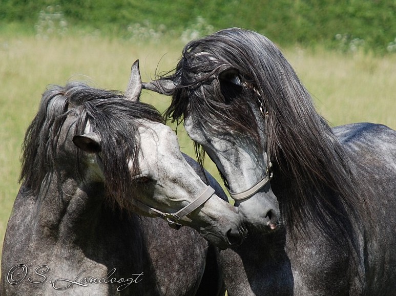 Apfelschimmel Duo Foto & Bild | tiere, haustiere, pferde, esel ...