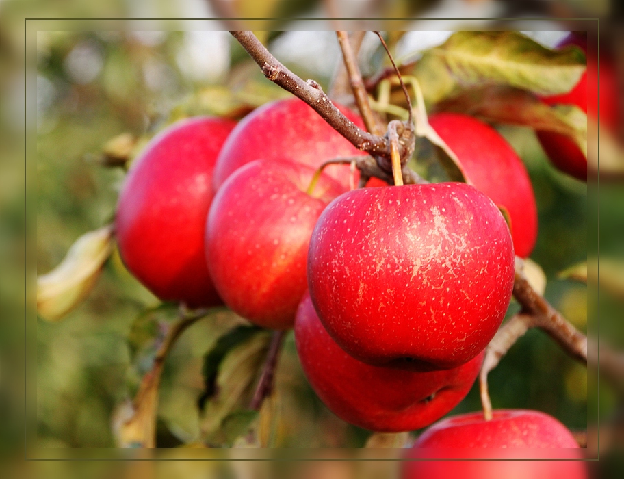 Apfelsorte Idared - bald beginnt die Ernte Foto & Bild | pflanzen ...
