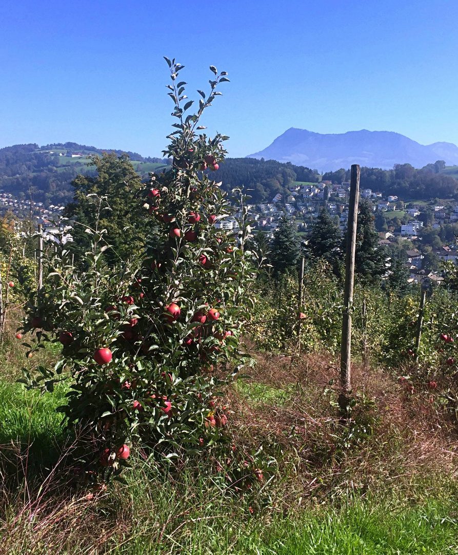 Apfelstrauch ... Foto & Bild | natur, pflanzen, pilze & flechten ...