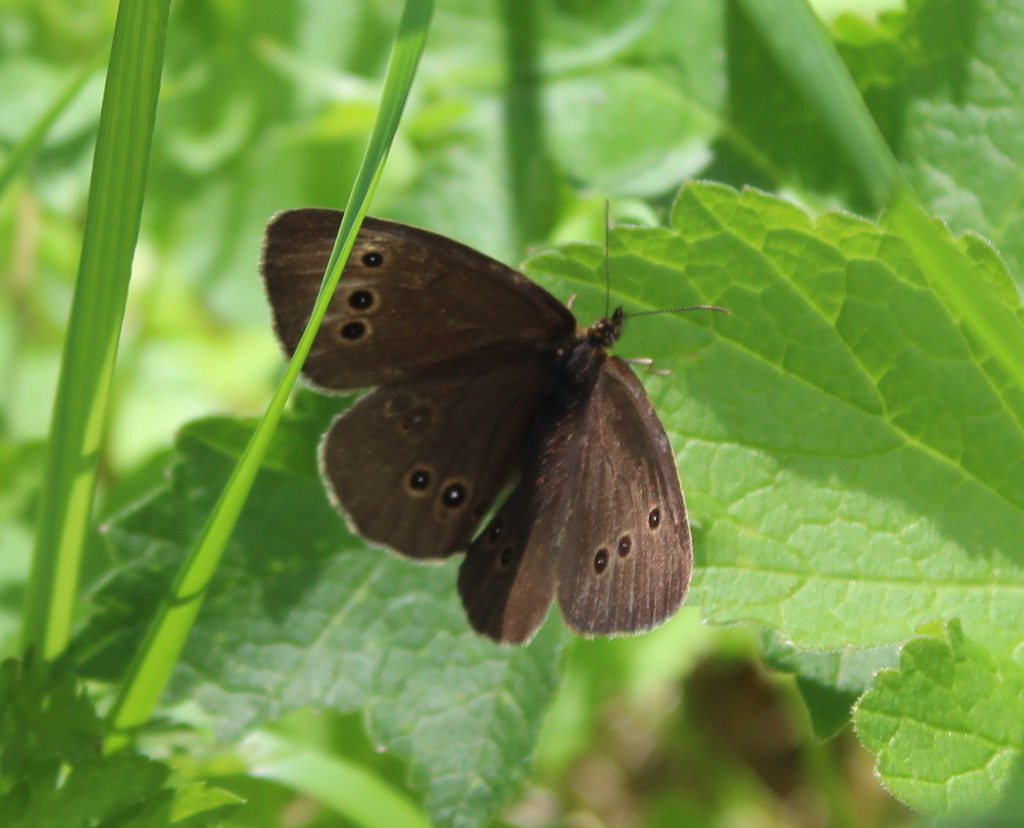 Aphantopus hyperantus- brauner Waldvogel Foto & Bild | schmetterlinge ...