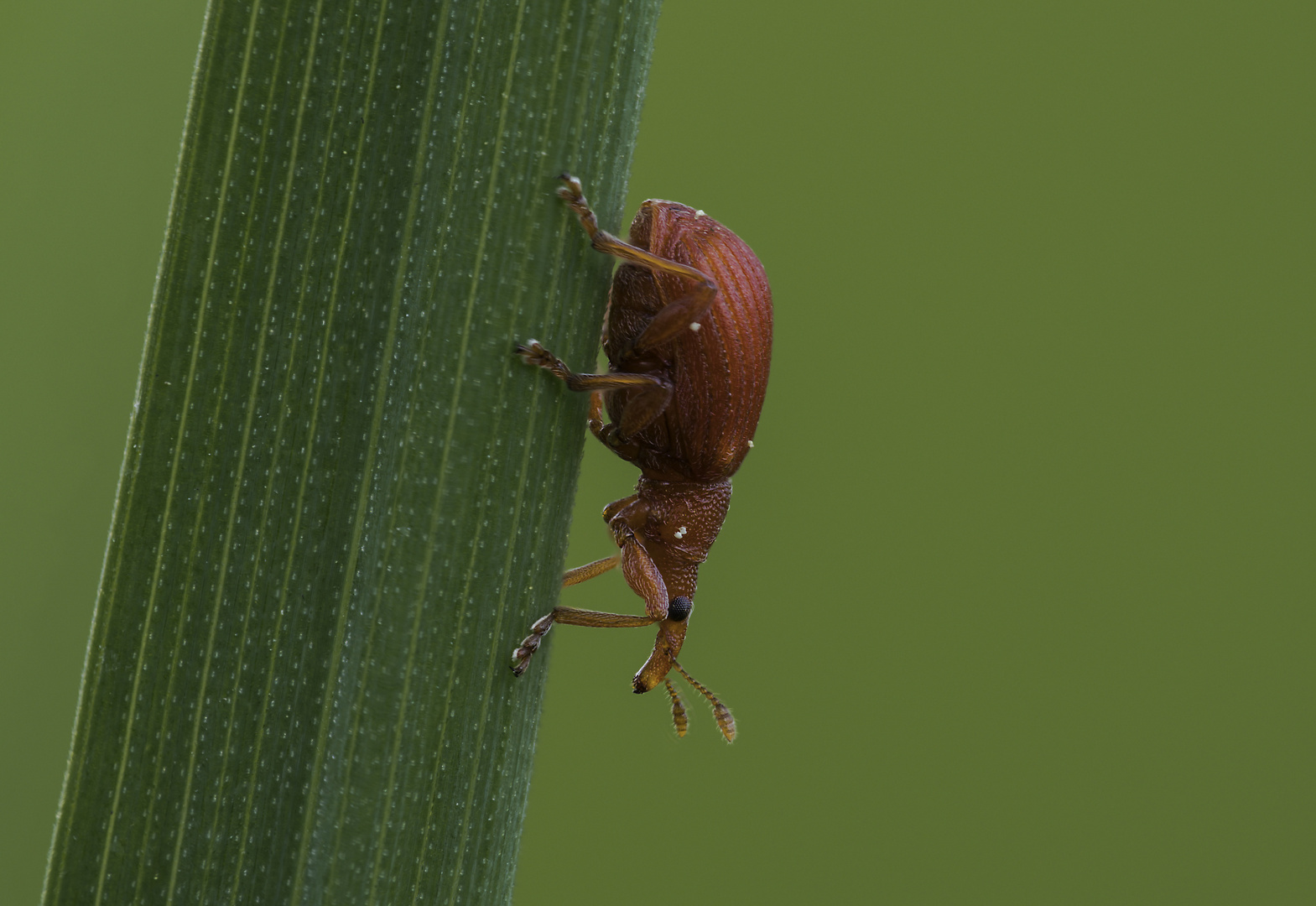 apion miniatum Foto & Bild | tiere, landschaft, natur-makros Bilder auf ...