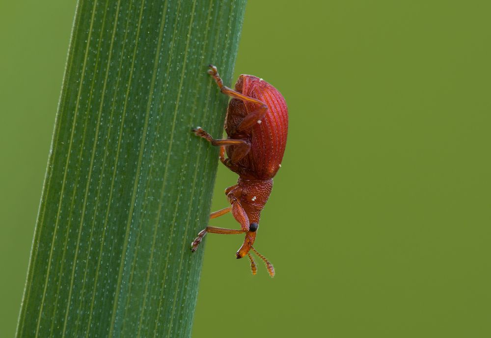 apion miniatum Foto & Bild | tiere, landschaft, natur-makros Bilder auf ...