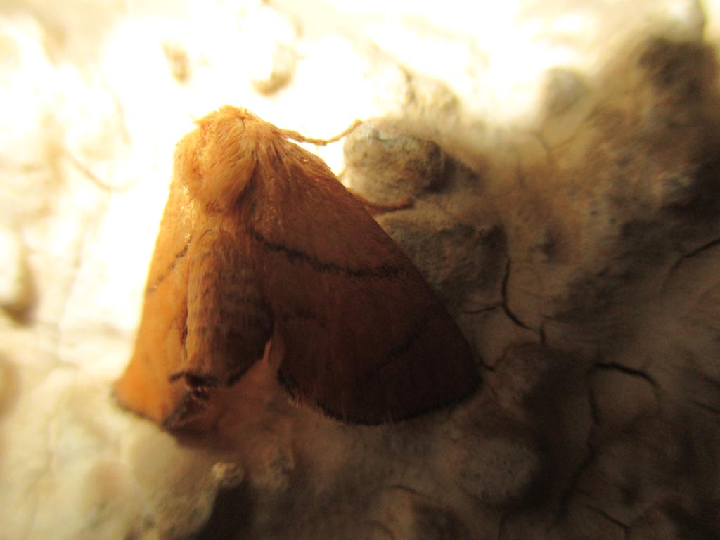 Apodia limacodes- großer Schneckenspinner Foto & Bild | schmetterlinge ...