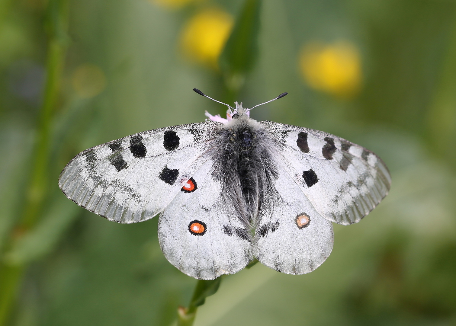 Apollofalter 2 Foto & Bild | tiere, wildlife, schmetterlinge Bilder auf ...