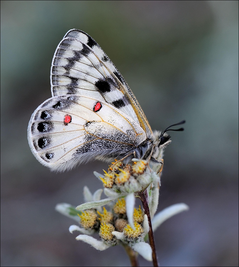 Apollofalter Foto & Bild | natur, insekten, tiere Bilder auf fotocommunity