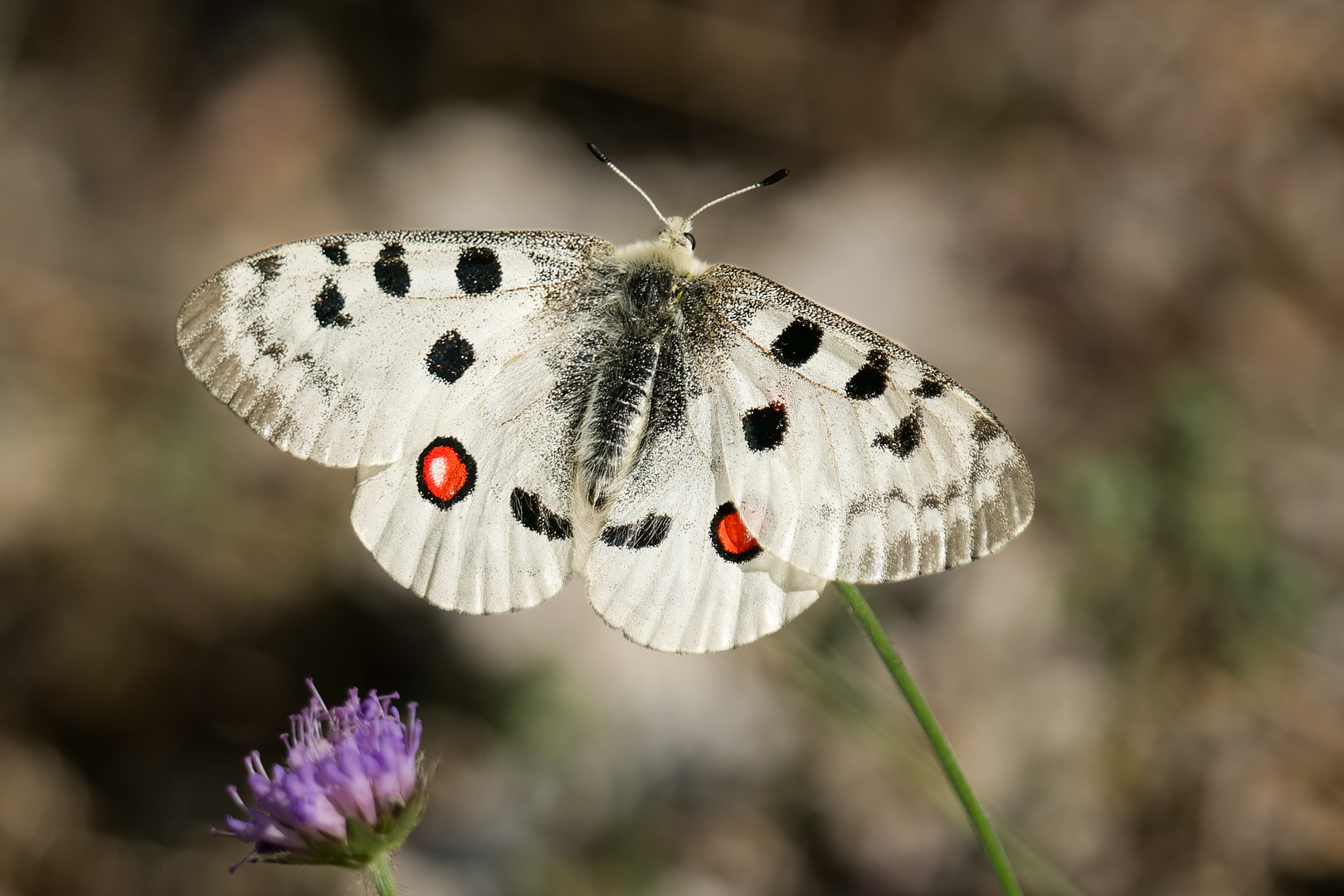 Apollofalter Foto & Bild | tiere, wildlife, schmetterlinge Bilder auf ...