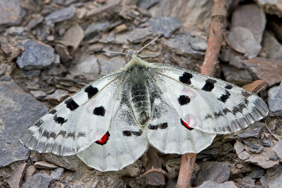 Apollofalter Foto & Bild | tiere, wildlife, schmetterlinge Bilder auf ...