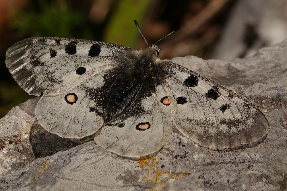 Apollofalter Foto & Bild | natur, schmetterling, insekten Bilder auf ...