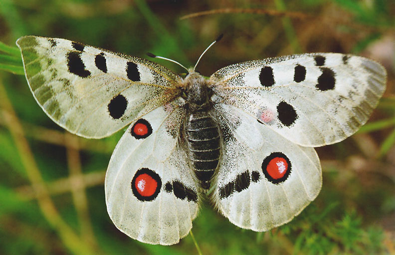 Apollofalter Foto & Bild | tiere, wildlife, schmetterlinge Bilder auf ...