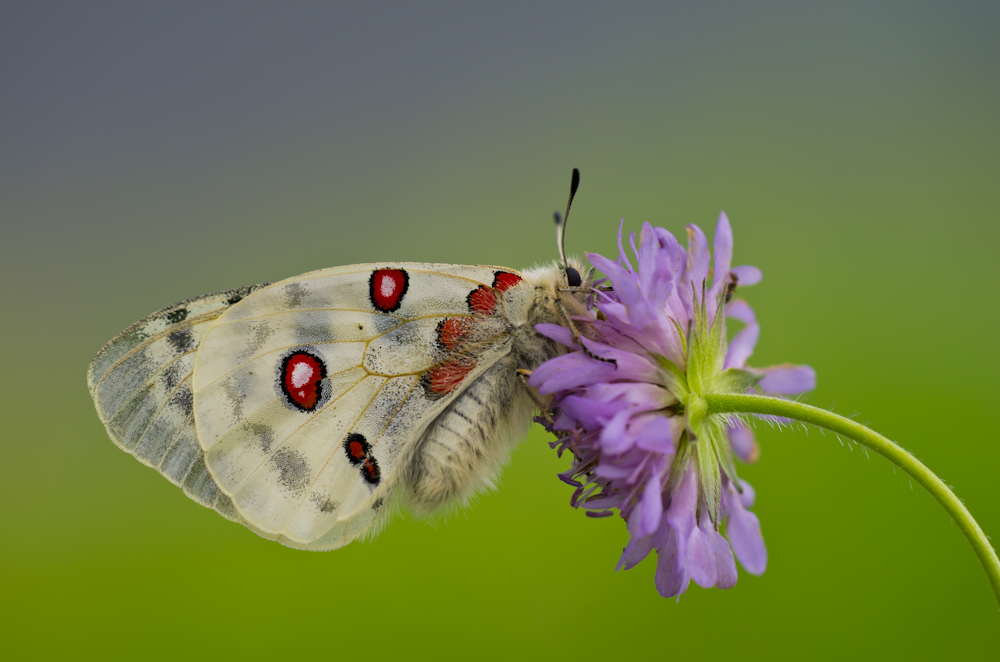 Apollofalter Foto & Bild | tiere, wildlife, schmetterlinge Bilder auf ...