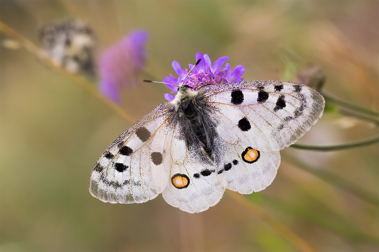 Apollofalter Foto & Bild | natur, insekten, tiere Bilder auf fotocommunity