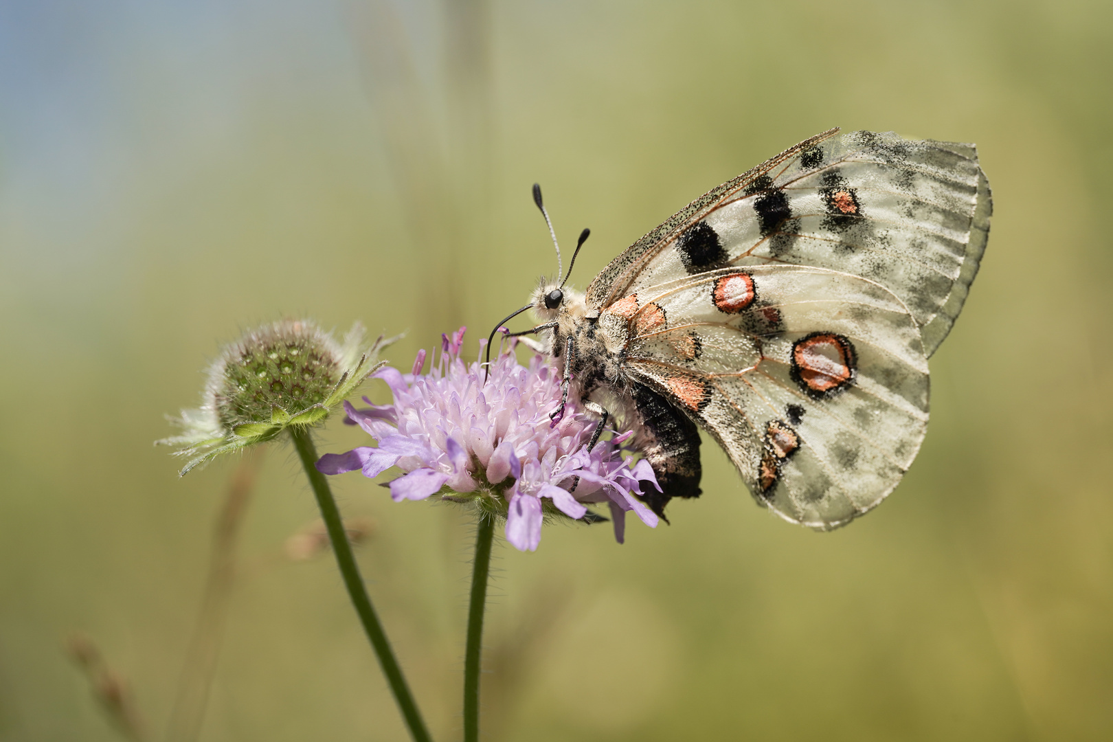 Apollofalter Foto & Bild | tiere, wildlife, schmetterlinge Bilder auf ...