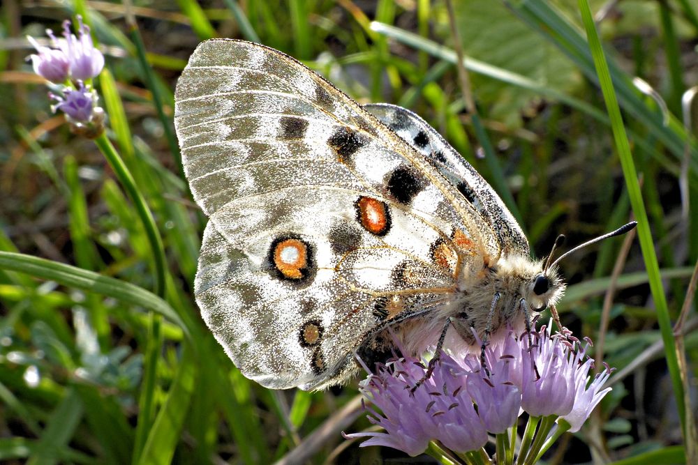 Apollofalter Foto & Bild | tiere, wildlife, schmetterlinge Bilder auf ...