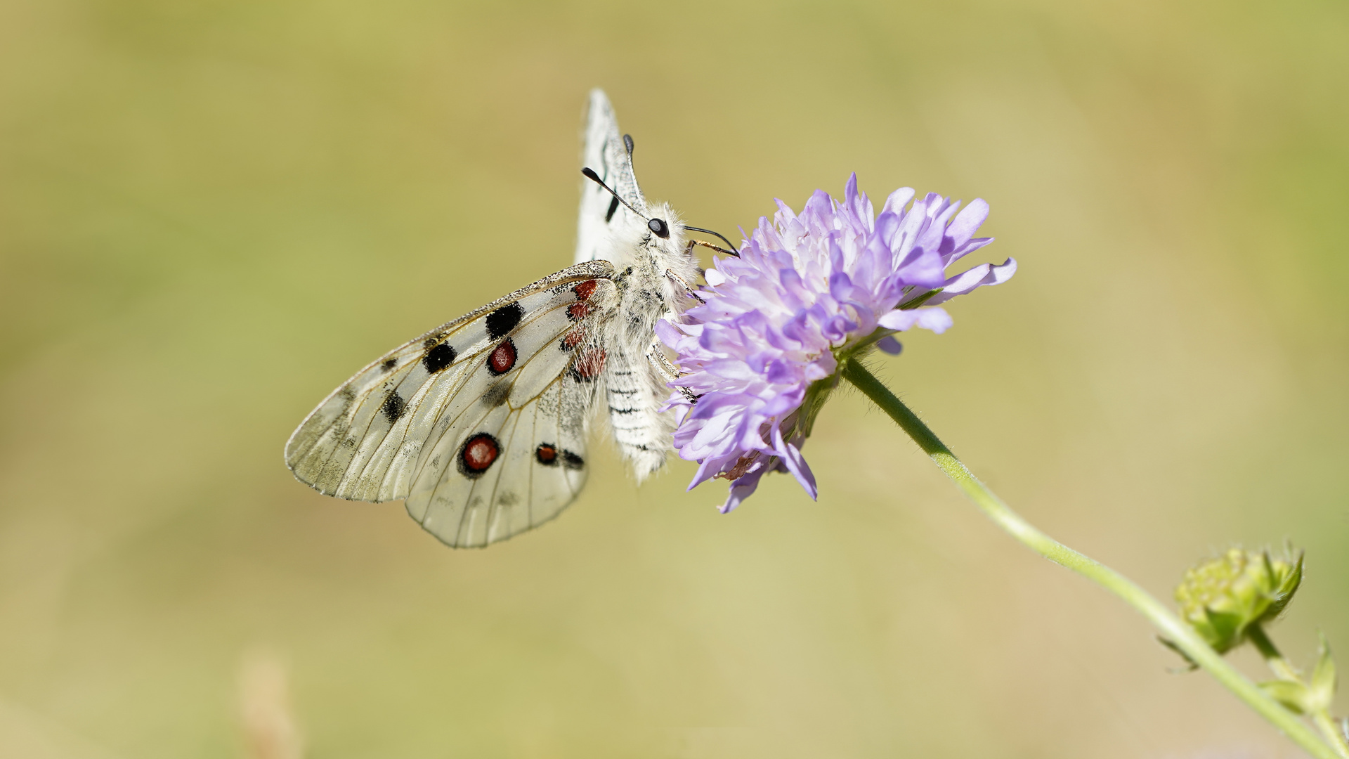 Apollofalter II Foto & Bild | tiere, wildlife, schmetterlinge Bilder ...