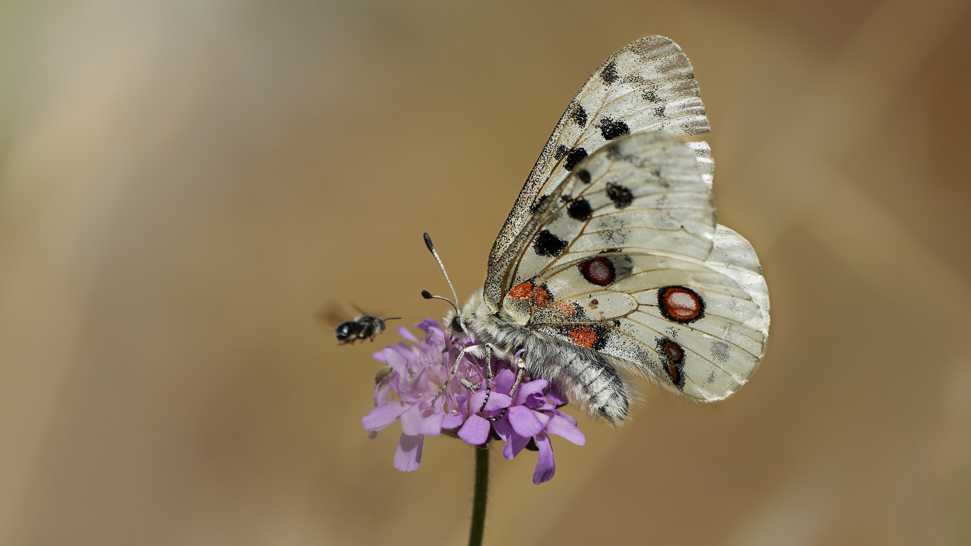 Apollofalter III Foto & Bild | tiere, wildlife, schmetterlinge Bilder ...
