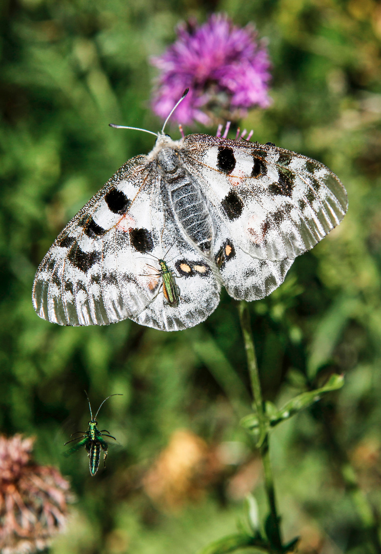 Apollofalter mit Anhang Foto & Bild | natur, tiere Bilder auf fotocommunity