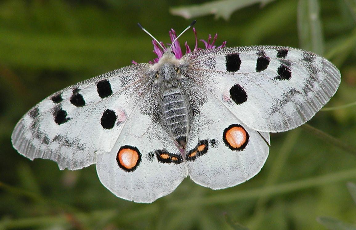 Apollofalter (Parnassius Apollo) Foto & Bild | tiere, tierdetails ...