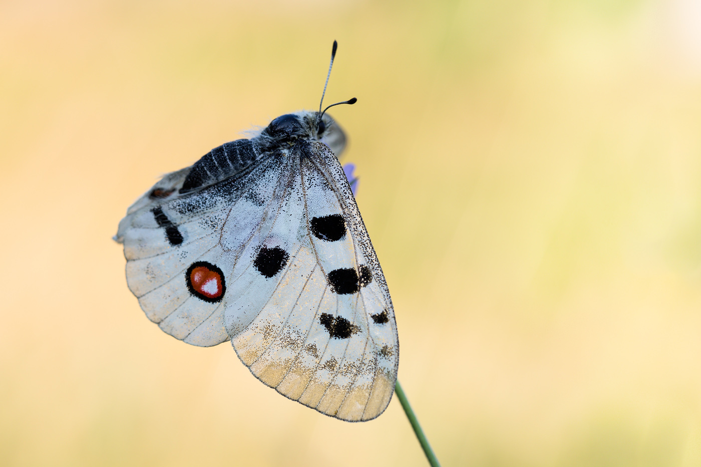 Apollofalter (Parnassius apollo) Foto & Bild | tiere, wildlife ...