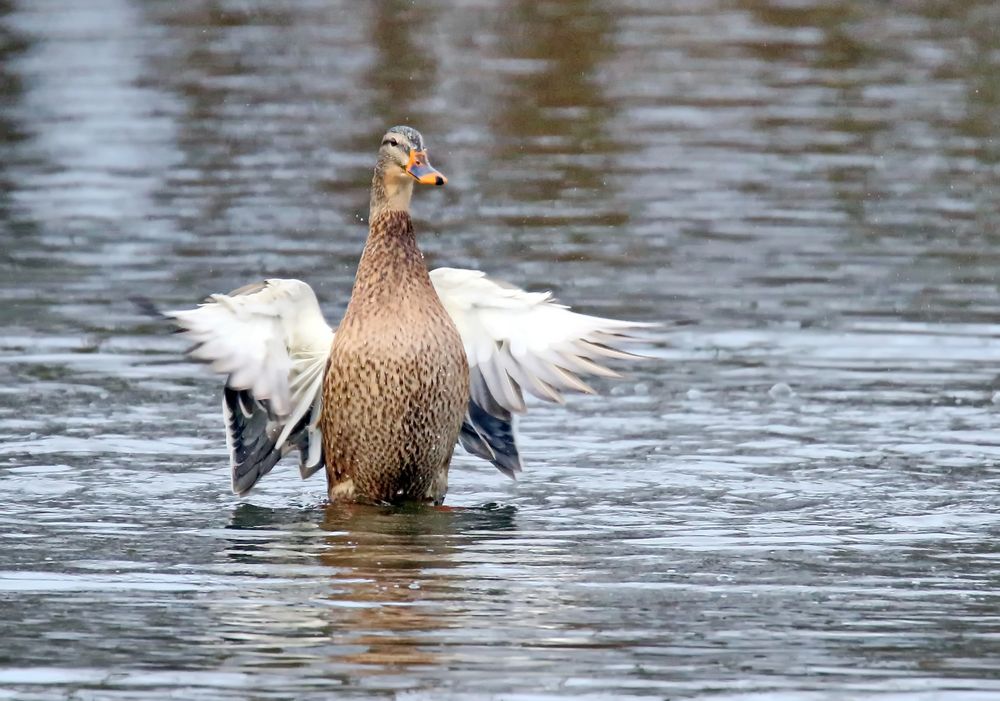 applaudiert sie nun dem Erpel :-) Foto & Bild | natur, entenvögel ...
