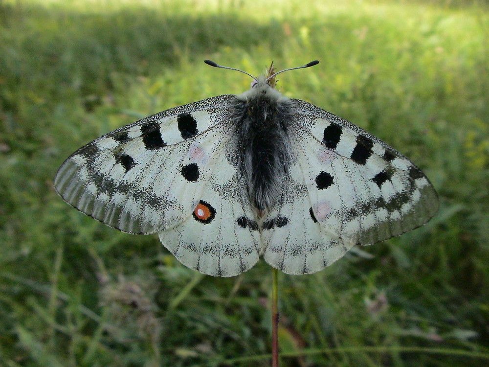 Appolon de face (jai réussi à faire le coté pile avant qu'il - Image ...