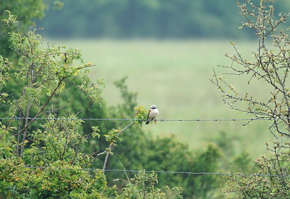Après l'averse .... photo et image | divers, animations photographiques ...