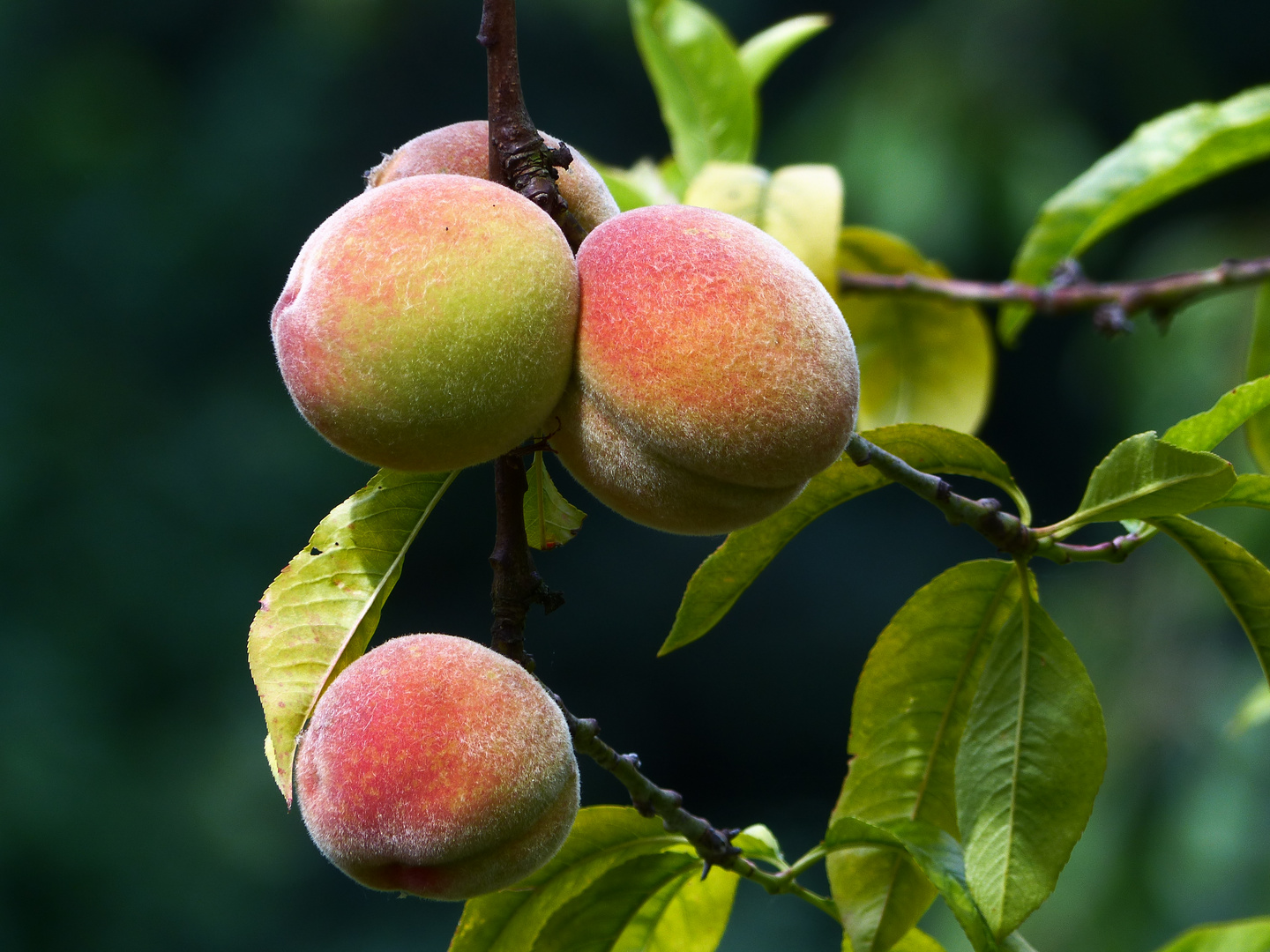 Aprikosen Foto & Bild | pflanzen, pilze & flechten, früchte und beeren ...